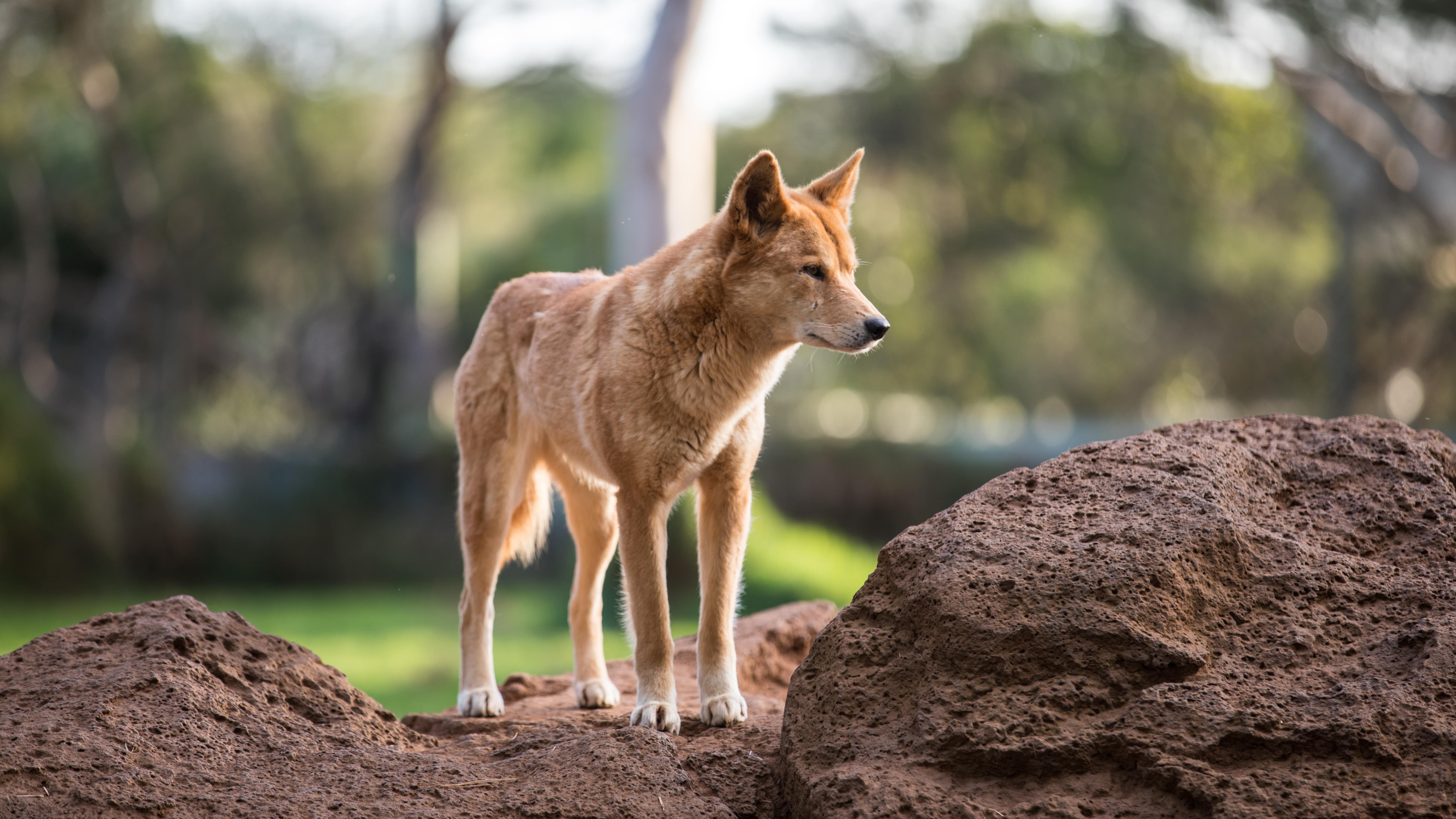 Dingoes